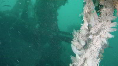 Michael McFadyen's Scuba Diving Web Site