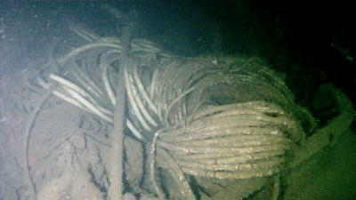 Michael McFadyen's Scuba Diving Web Site